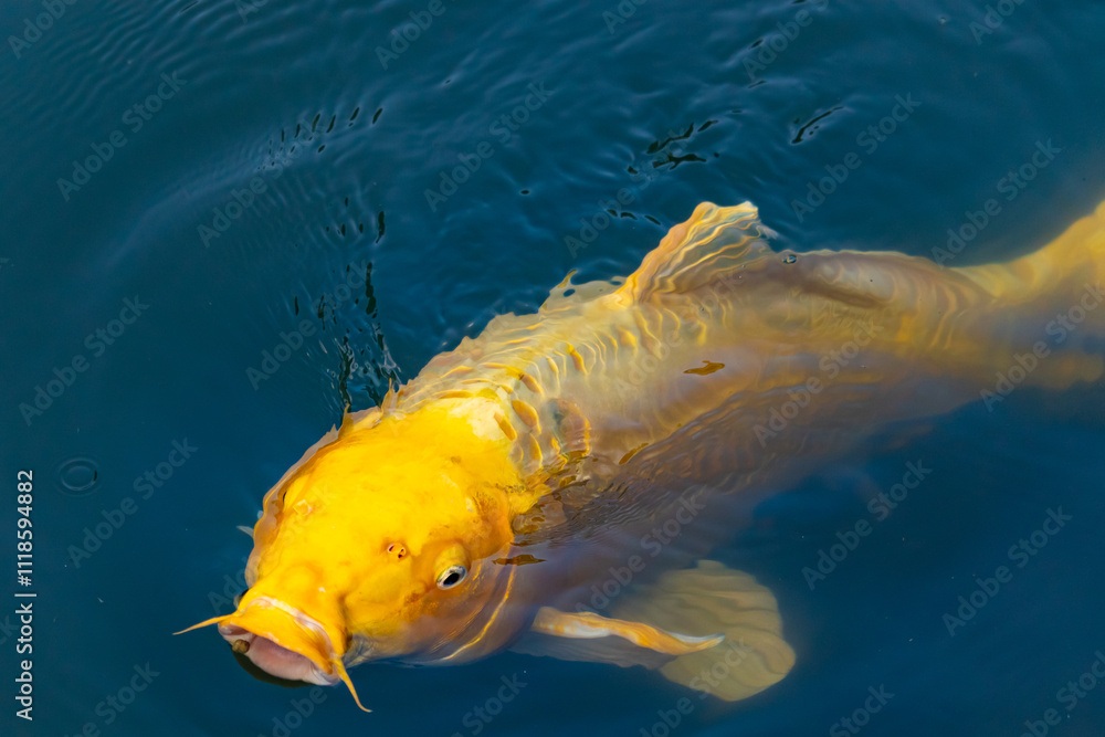 This beautiful yellow koi fish was seen here swimming in the water. The ...