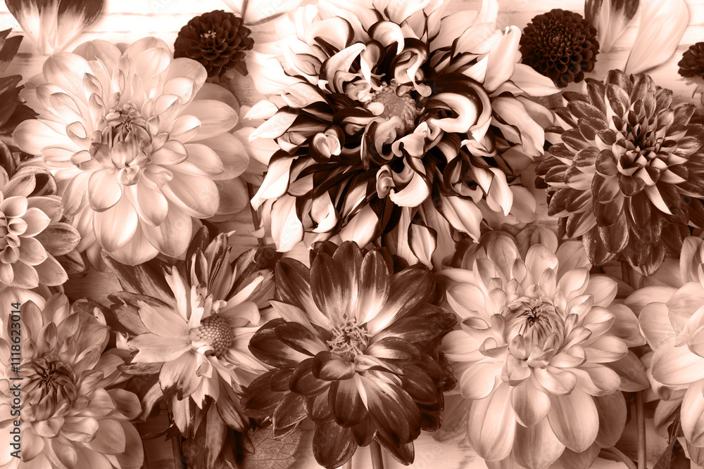 Abstract background of flowers dahlias. Trendy color palette sample ...
