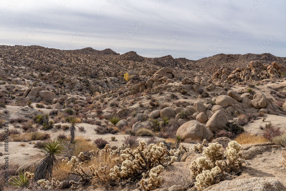 Lost Palms Oasis Trail Colorado Desert section of the Sonoran Desert ...