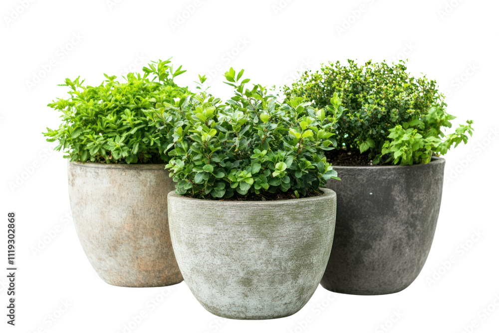 Large garden pots with outdoor plants, adding greenery to patios and ...