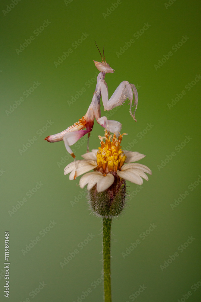Hymenopus coronatus is a mantis from the tropical forests of Southeast ...