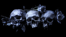 Skull And Roses Still Life Free Stock Photo - Public Domain Pictures