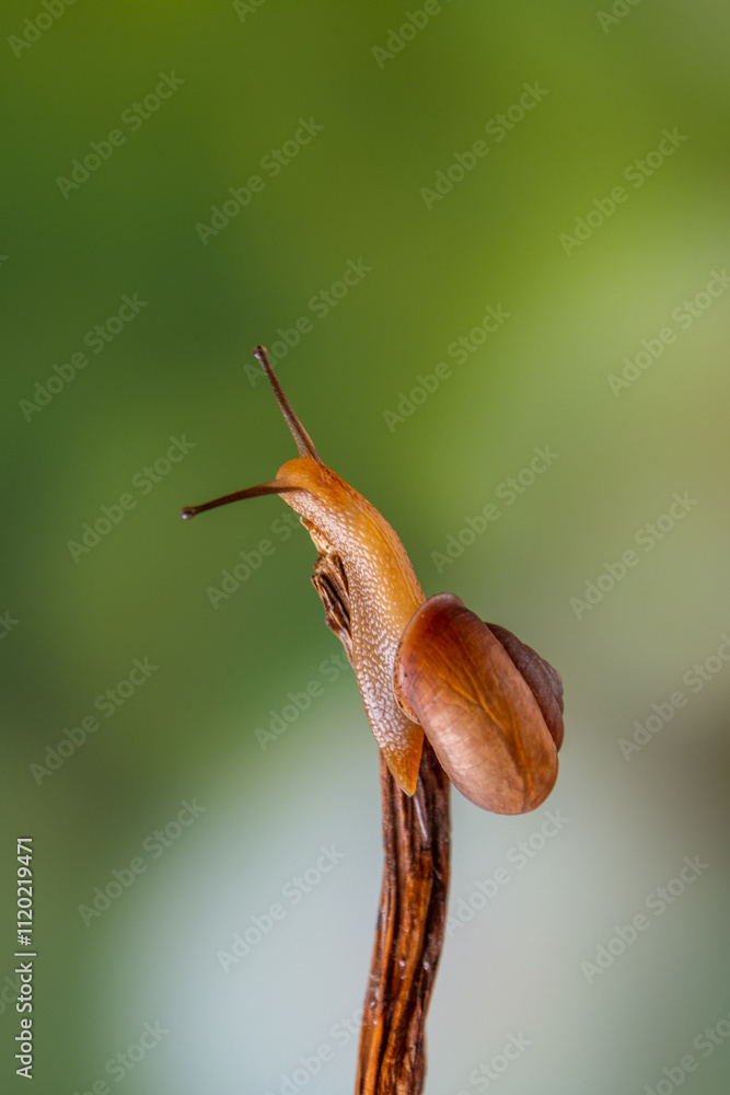 Cornu aspersum (syn. Helix aspersa, Cryptomphalus aspersus), known by ...