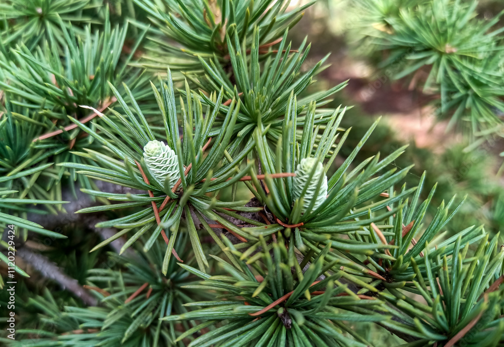 Atlas cedar, Cedrus atlantica - young cones of the first year of growth ...
