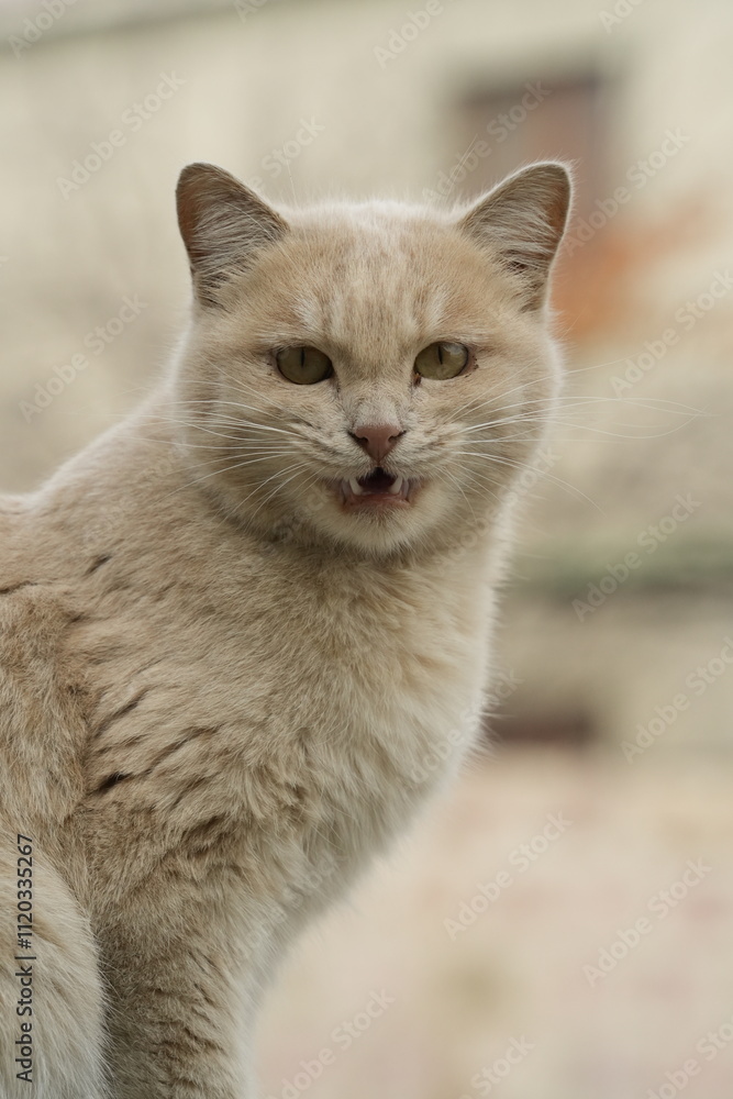 British shorthair cat Cat breed Breed of domestic cat. In the FIFe and ...