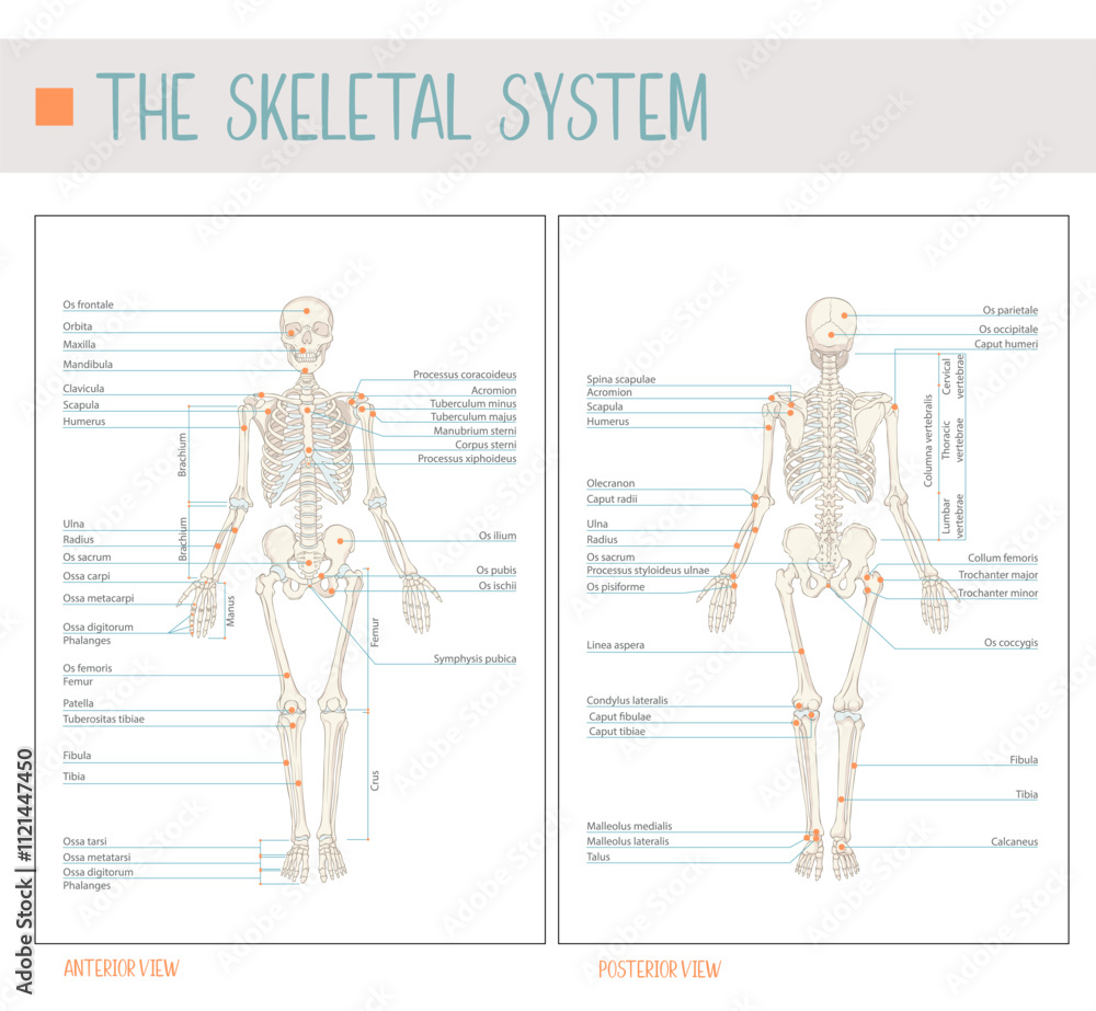 The skeletal system. Detailed Labeled Vector Illustration of the Human ...