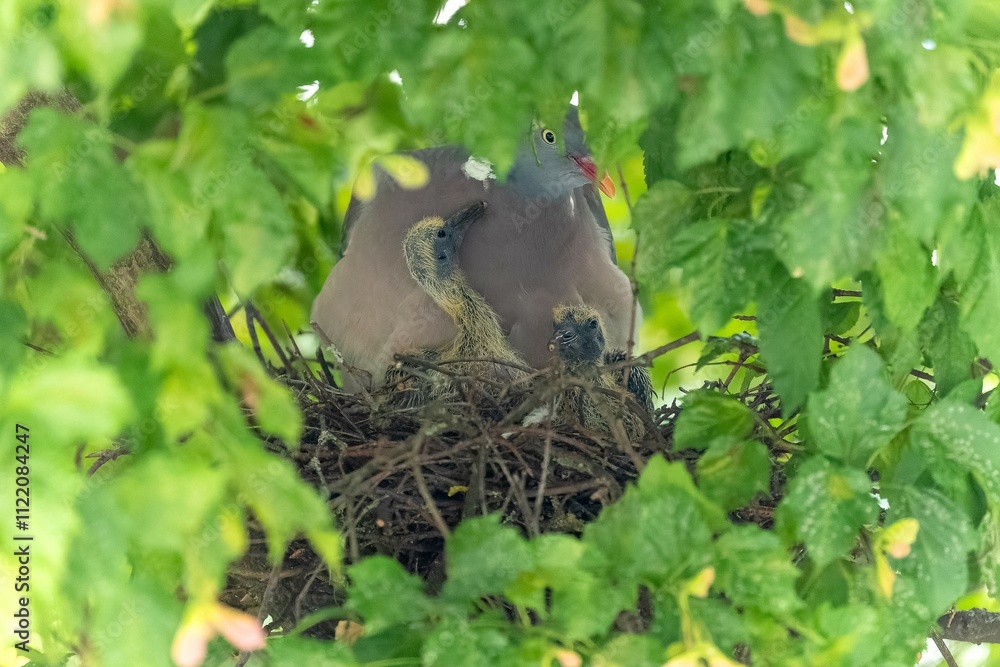 Ringeltaube sitzt mit ihren zwei Küken im Nest Stock Photo | Adobe Stock