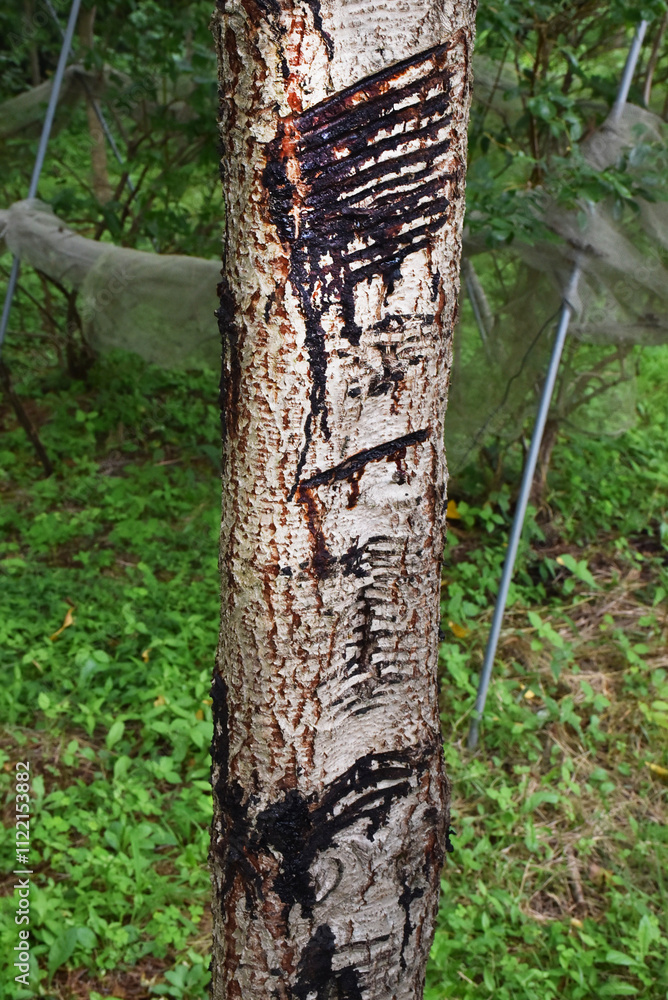 Foto de Stock Japanese lacquer tree with horizontal cuts on the bark ...