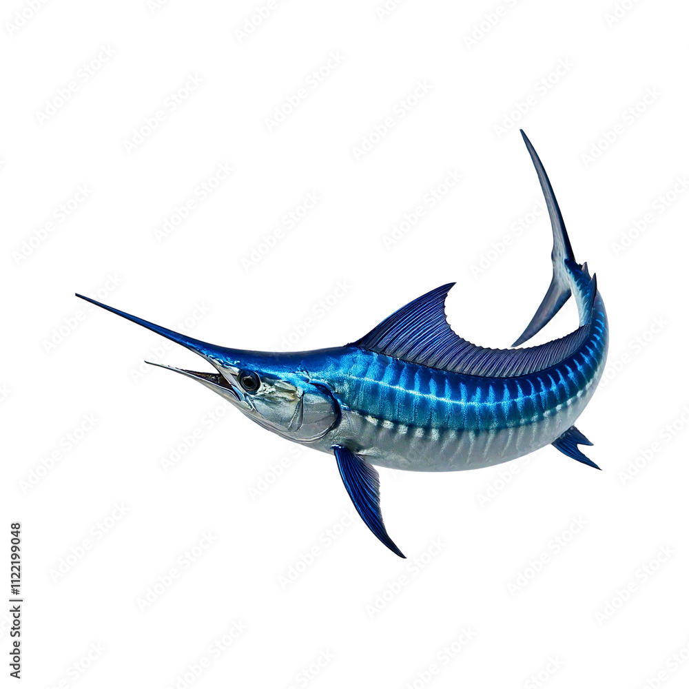 Realistic blue marlin fish with elongated snout on transparent ...