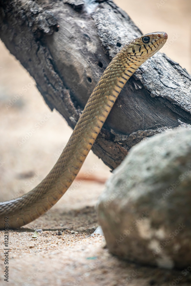 Indian rat snake (Ptyas mucosa) is a common non-venomous species of ...