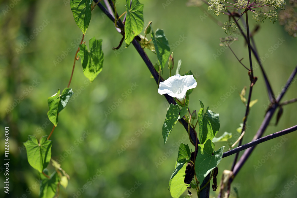 Calystegia sepium. Convolvulus. Close-up picture of white Hedge ...
