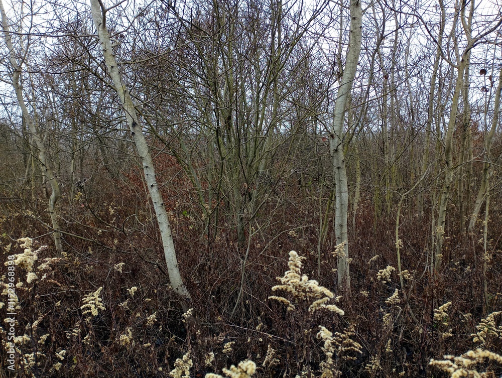 Aspen forest. many thin aspen trees. Natural backgrounds and textures ...