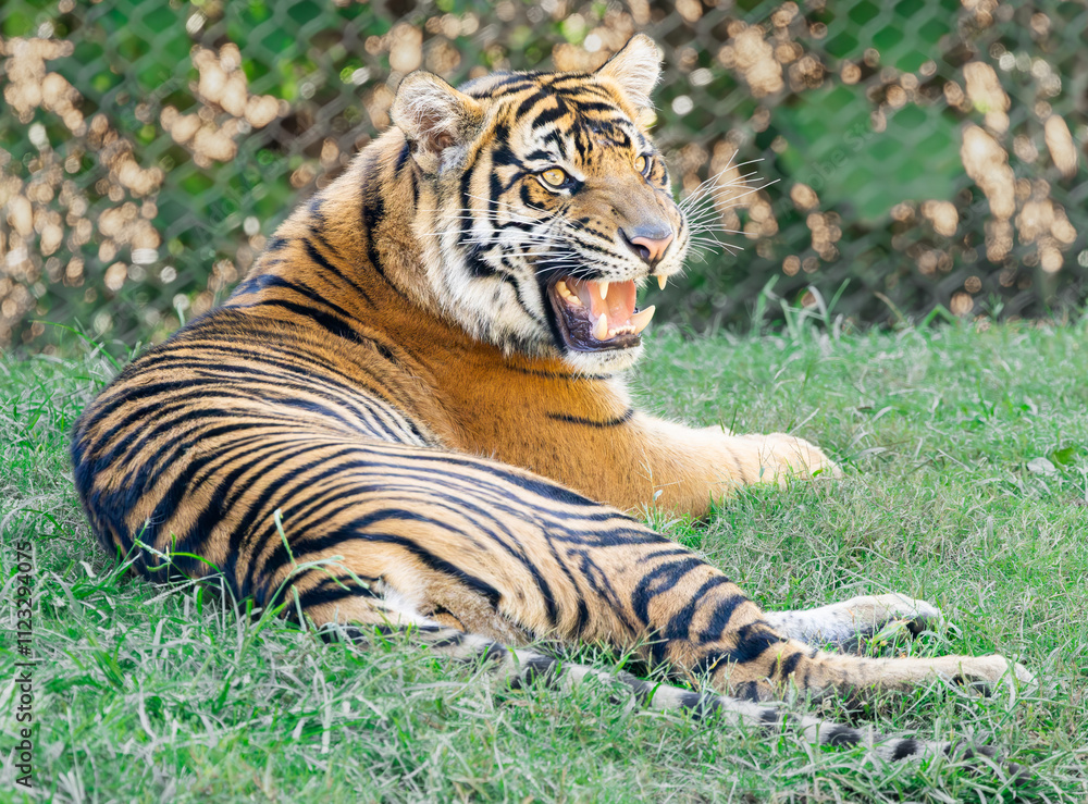 Large Male Sumatran Tiger in a zoo tiger habitat. Critically endangered ...