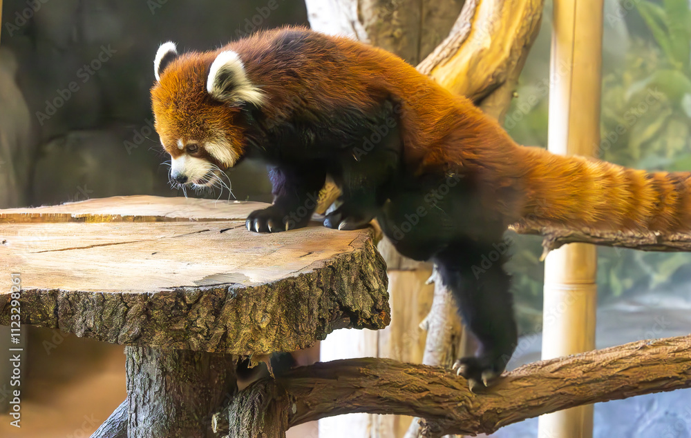 Red Panda climbing a tree stump at the zoo. Also known as the Lesser ...