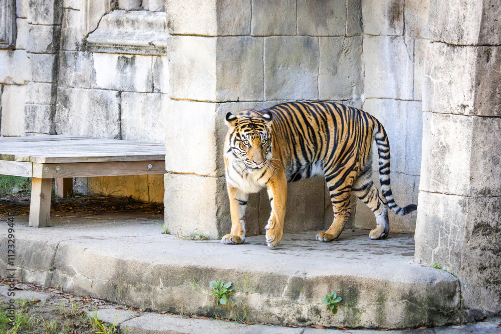 Zdjęcie bez tantiem: Female Sumatran Tiger at the zoo. Critically ...