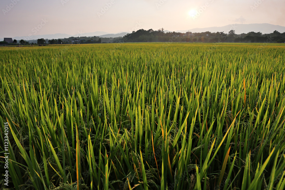 Landscape nature of rice field on rice paddy green color lush growing ...