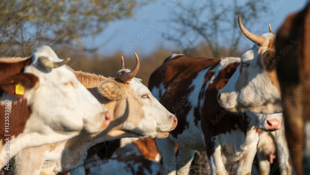 Side view of cows head isolated among other cow heads in herd, organic ...