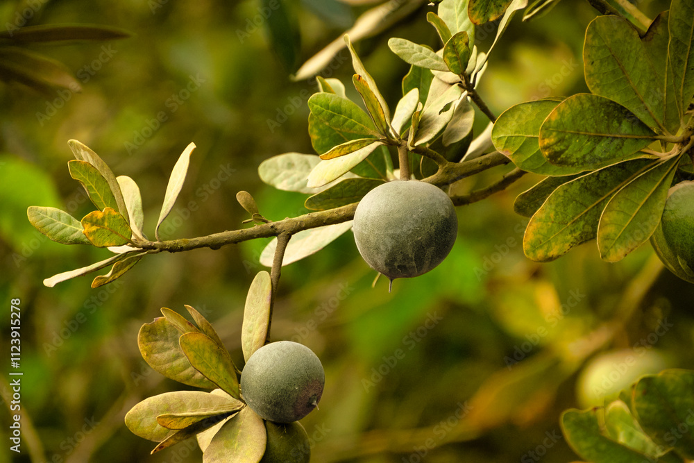Lucuma on the tree before being harvested, it is confused with the ...