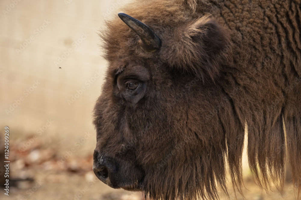 Retrato detallado de un bisonte europeo descansando en su hábitat ...