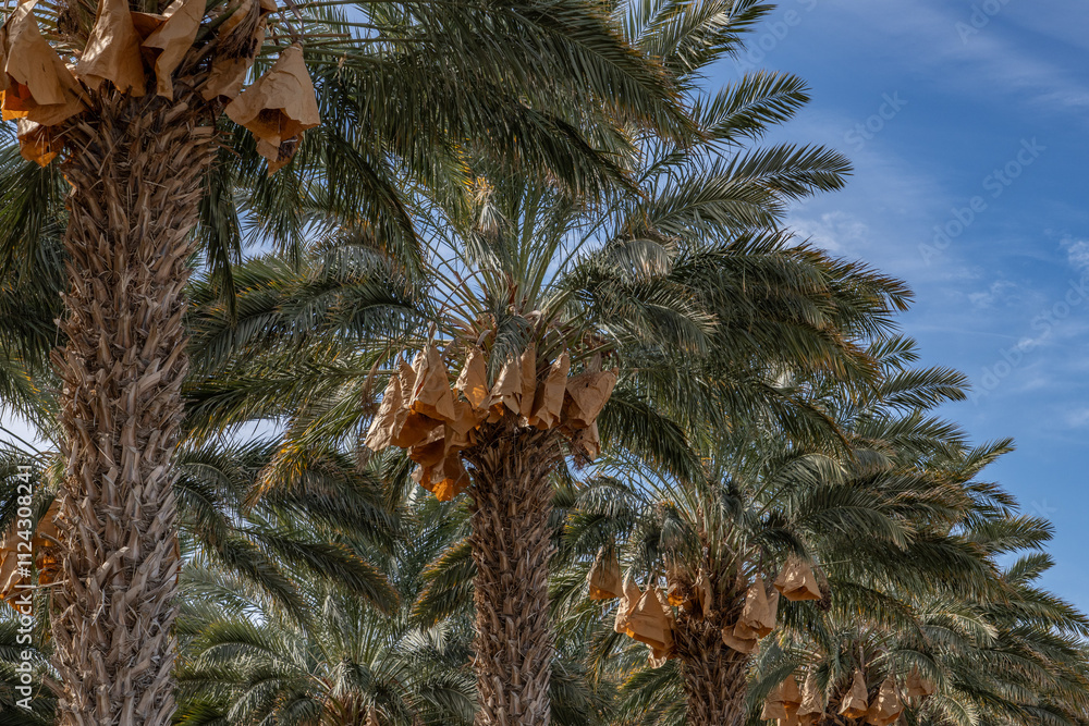 Phoenix dactylifera, date palm, is a flowering-plant species in the ...
