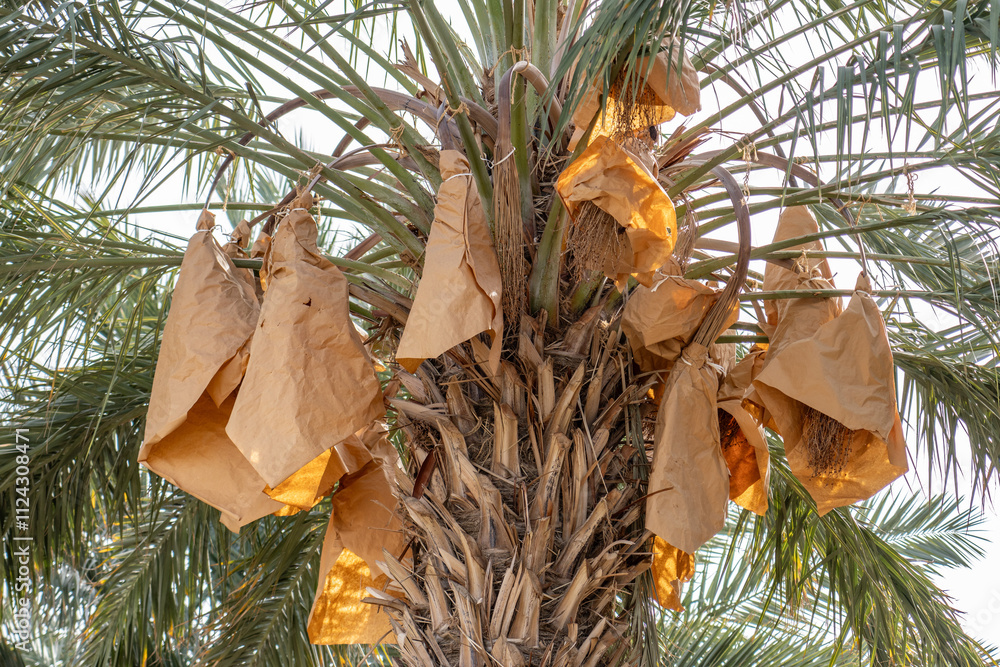 Phoenix dactylifera, date palm, is a flowering-plant species in the ...