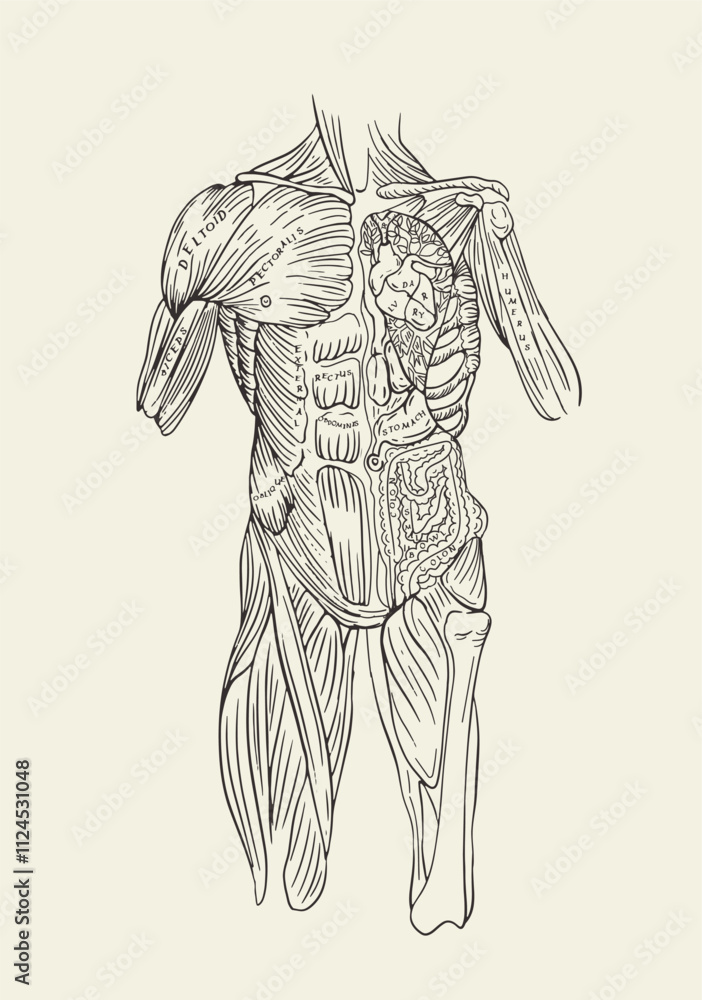 Anatomical illustration of the human torso featuring labeled muscles ...