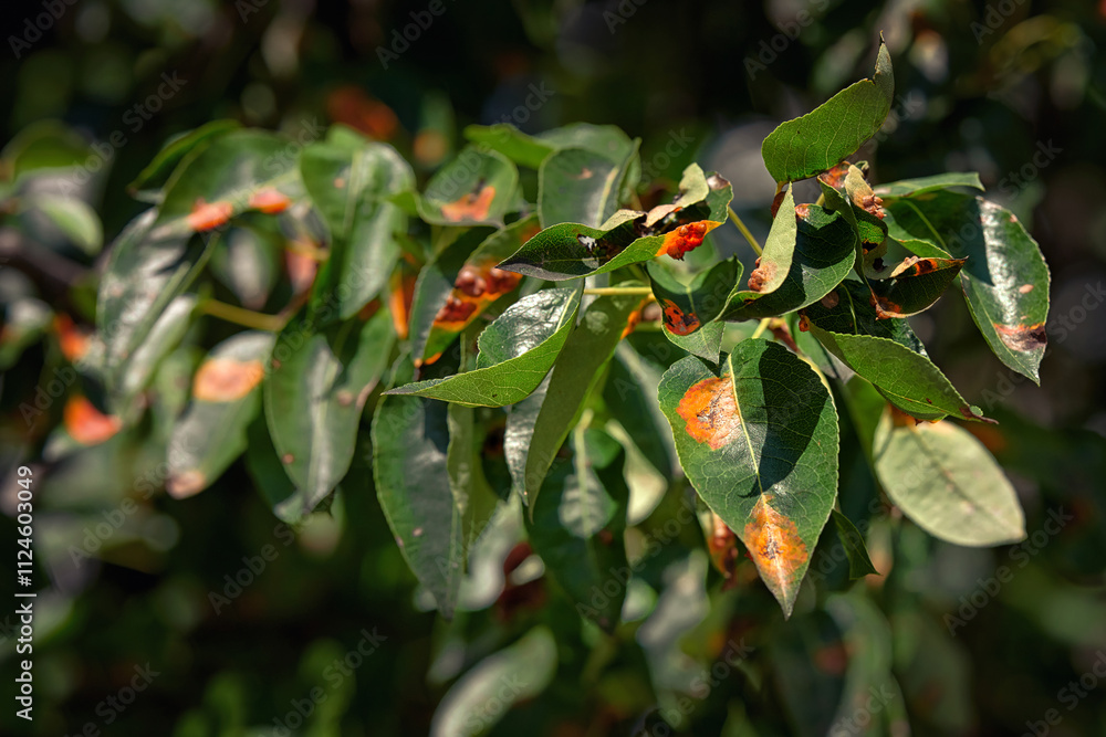 Pear tree leaf with rust spots and diseased branch, fungal infections ...