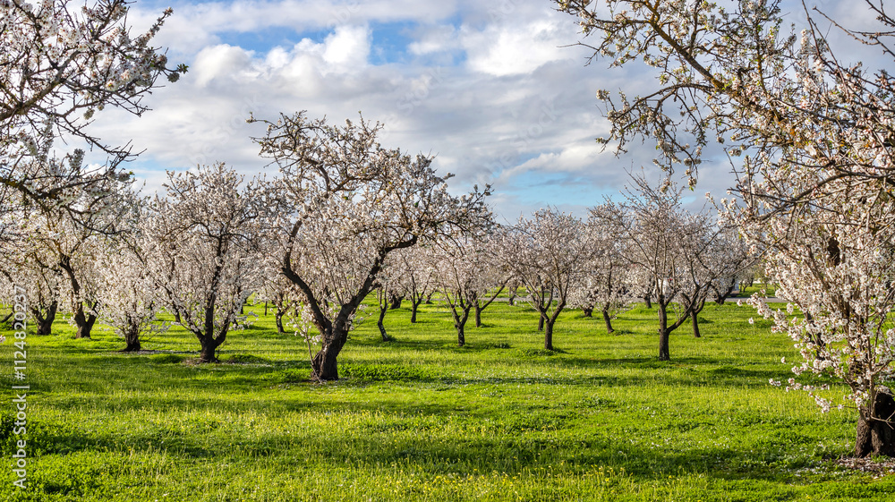 Beautiful almond orchard in full bloom under a vibrant sky, showcasing ...