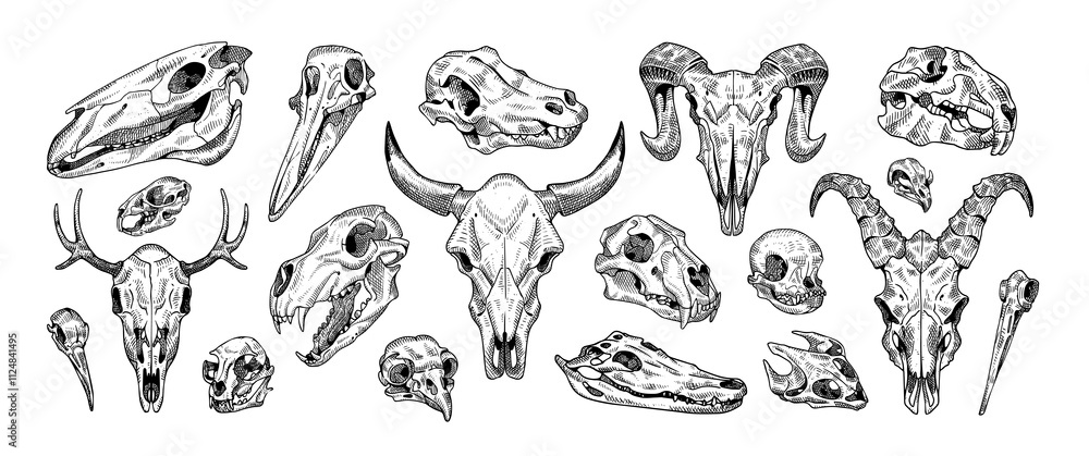 Sketch of animal skulls set. Drawing bones, head skeletons of different ...