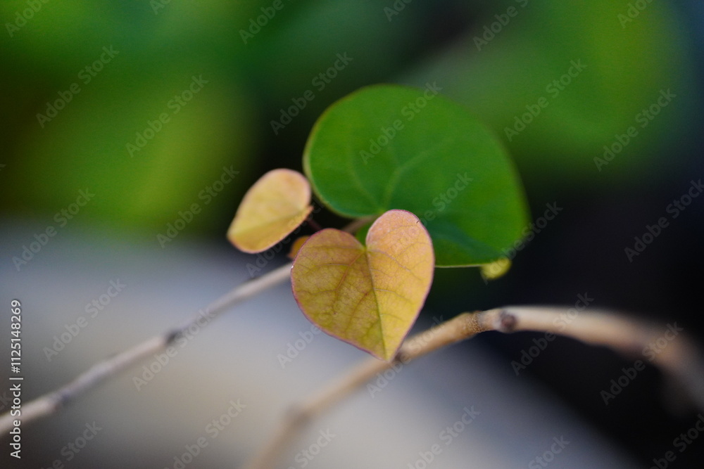 The broad, heart-shaped leaves of a redbud tree, displaying a mix of ...