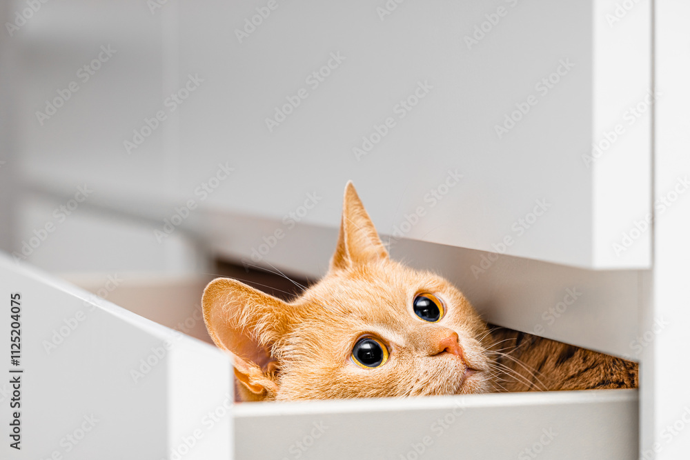 ginger domestic cat hiding in dresser drawer. cat peeking out of closet ...