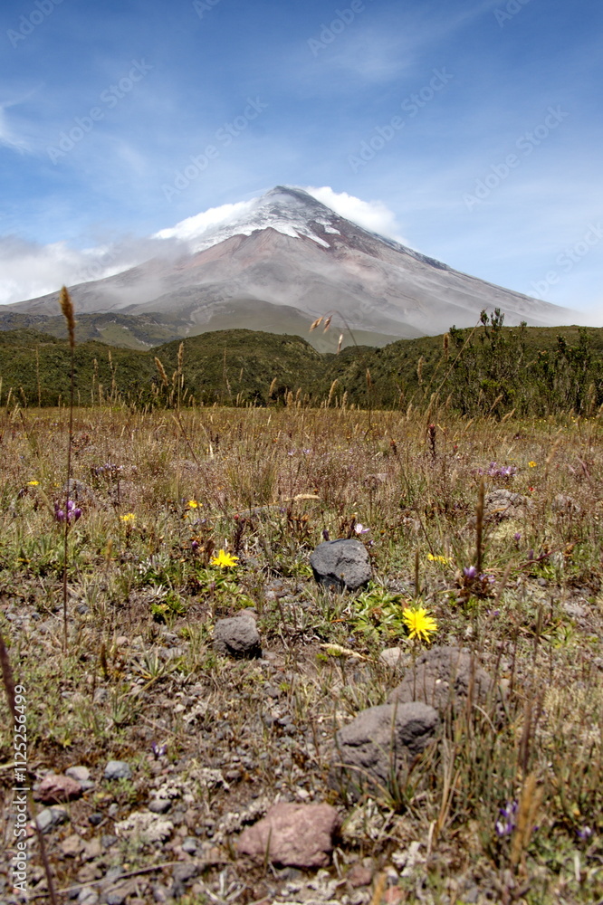 Wildflowers and paramo vegetation at the base of Cotopaxi Volcano ...