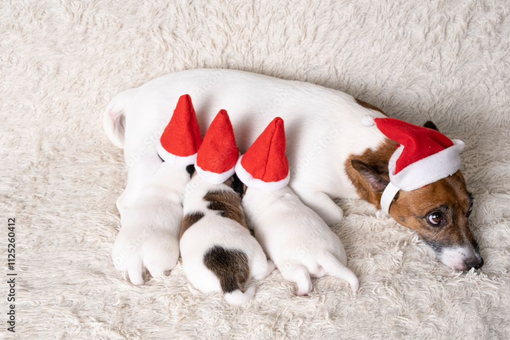 Jack Russell Terrier dog in Santa Claus hat lies with puppies on the ...