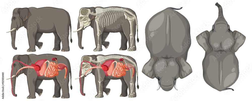 Elephant Anatomy and Structure Illustration Stock Vector | Adobe Stock
