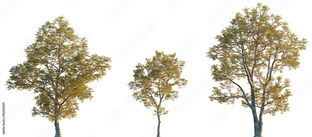 Quercus laevis Turkey Oak frontal set trees street summer trees medium ...