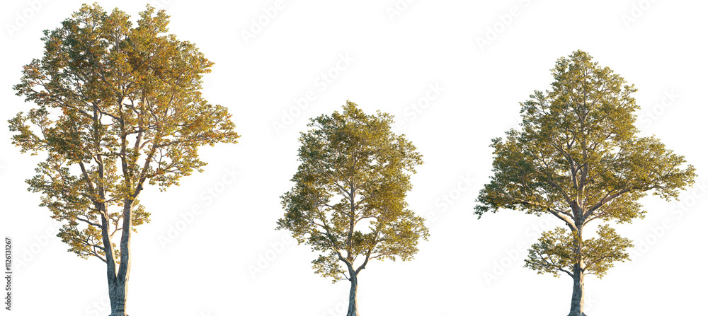 Quercus laevis Turkey Oak frontal set trees street summer trees medium ...