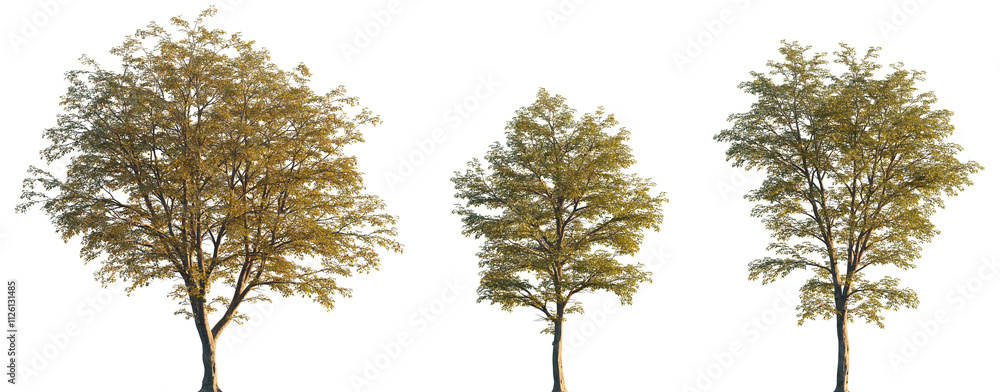 Ostrya virginiana (the American hophornbeam, eastern hophornbeam ...