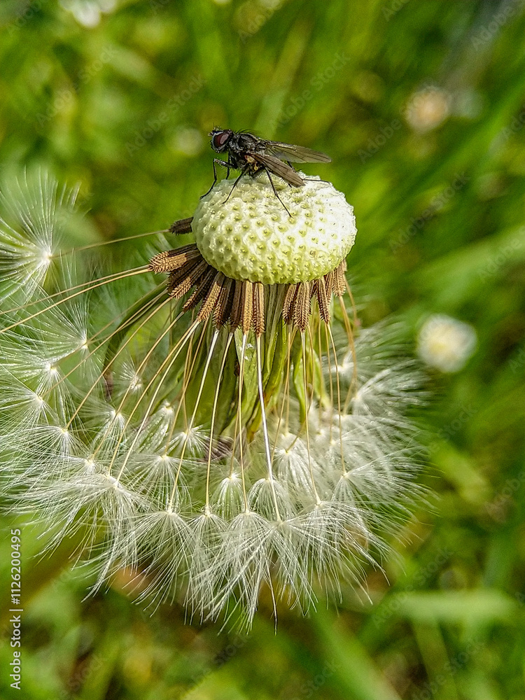 Pusteblume. Geröteter Löwenzahn mit vielen ausgefallen Samen und einer ...