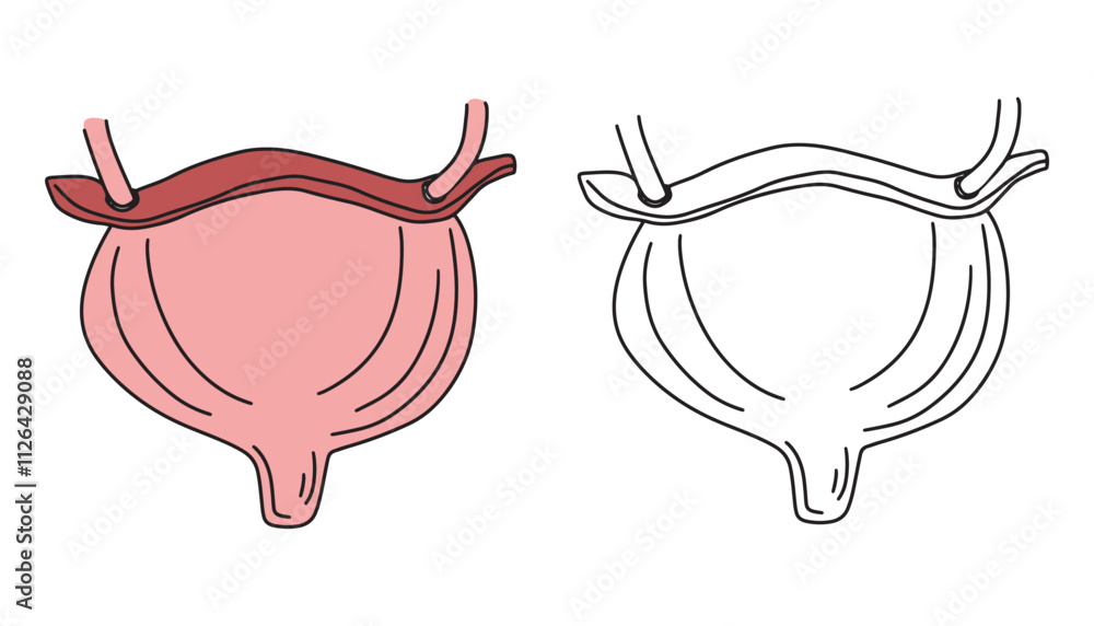 Anatomical bladder Illustration in Color and Outline Style, Medical and ...