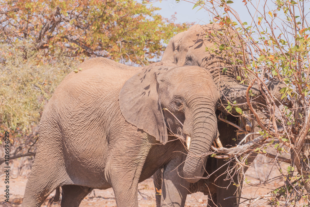 African elephants are a genus comprising two living elephant species ...