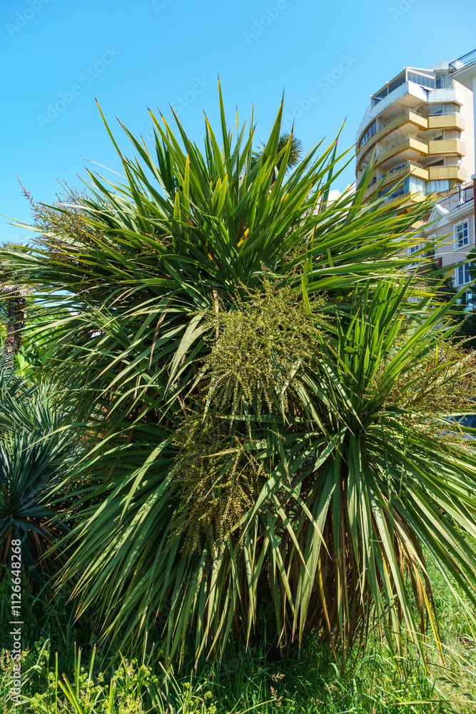 Cordyline australis, commonly known as cabbage tree or cabbage-palm ...