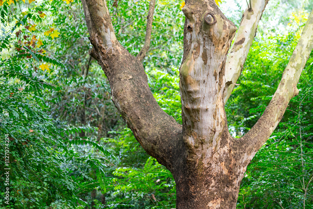 A beautiful shape of hardwood tree with greenery background of the ...
