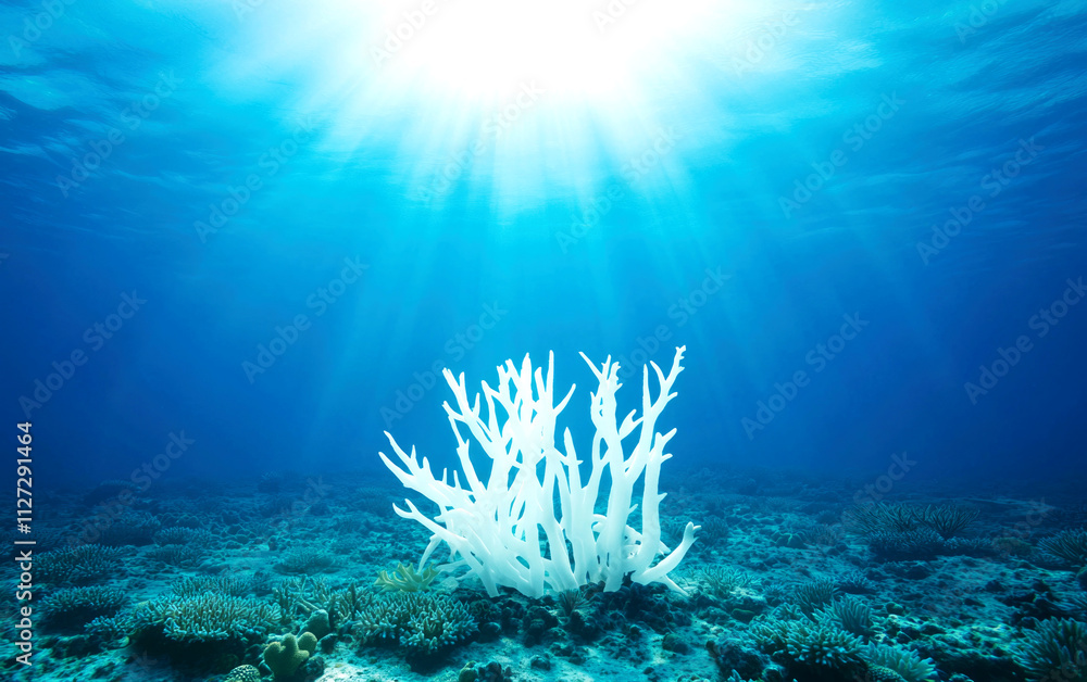 Impact of rising co2 levels on coral reefs underwater ecosystem marine ...