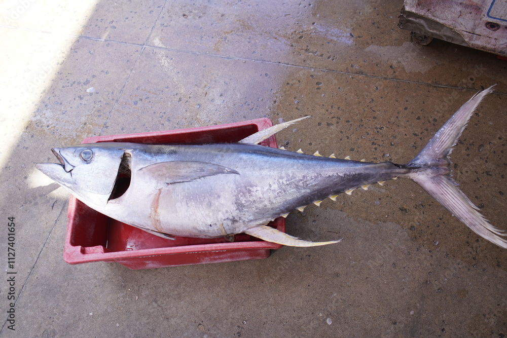 Thunnus thynnus Linnaeus, 1758, known by the common names bluefin tuna ...