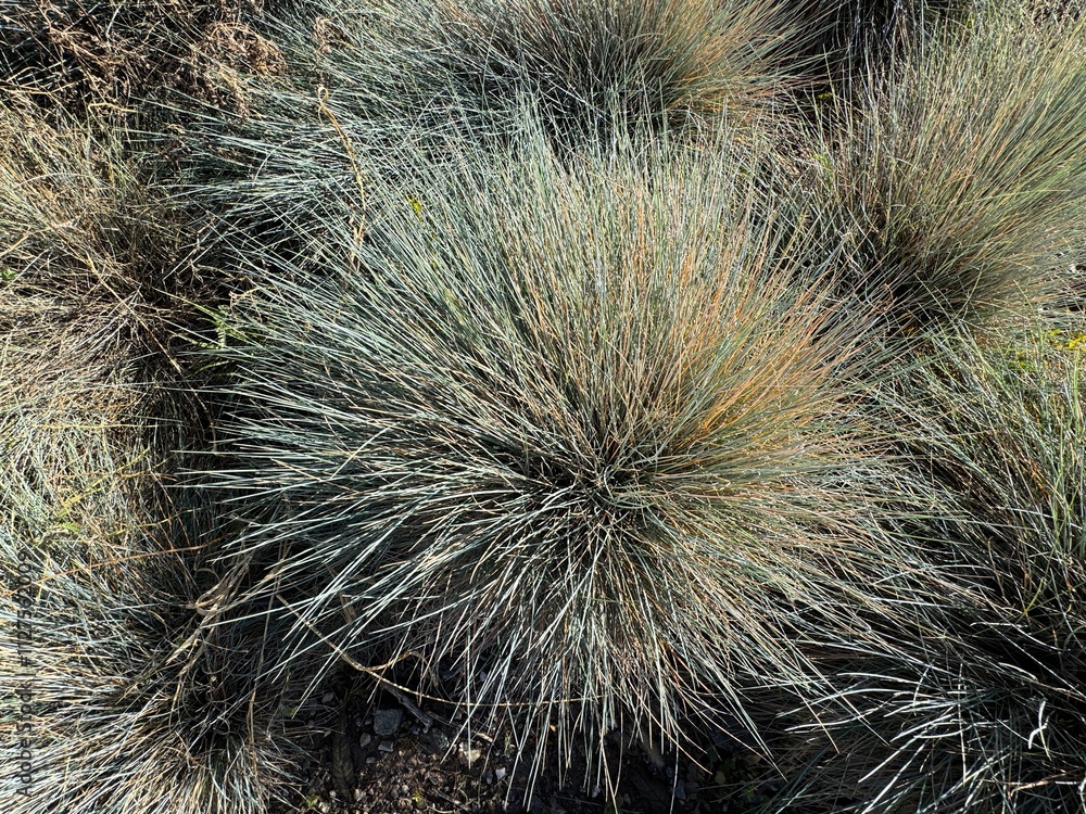 Festuca glauca blue oat grass garden decoration. Winter colors of Blue ...