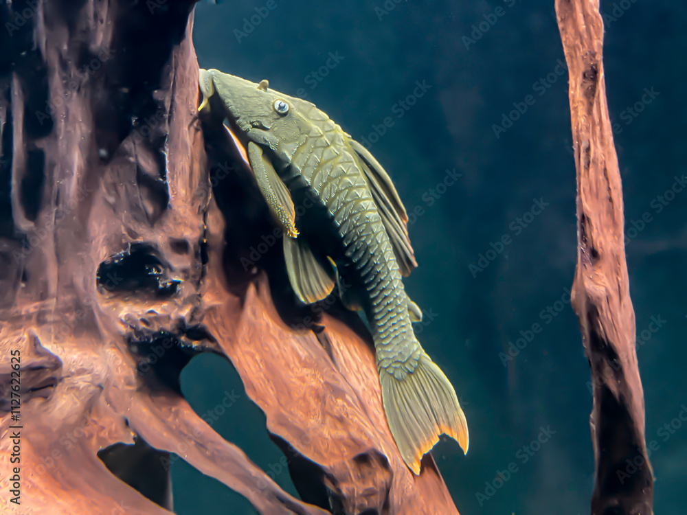 Blue eyed Red Fin Pleco, Blue-eyed Cochliodon Catfish, Cochliodon ...