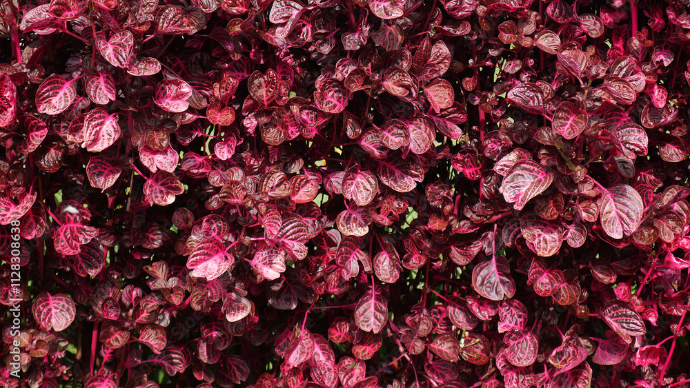 This Bloodleaf (Iresine herbstii) plant appears with beautiful, shiny ...