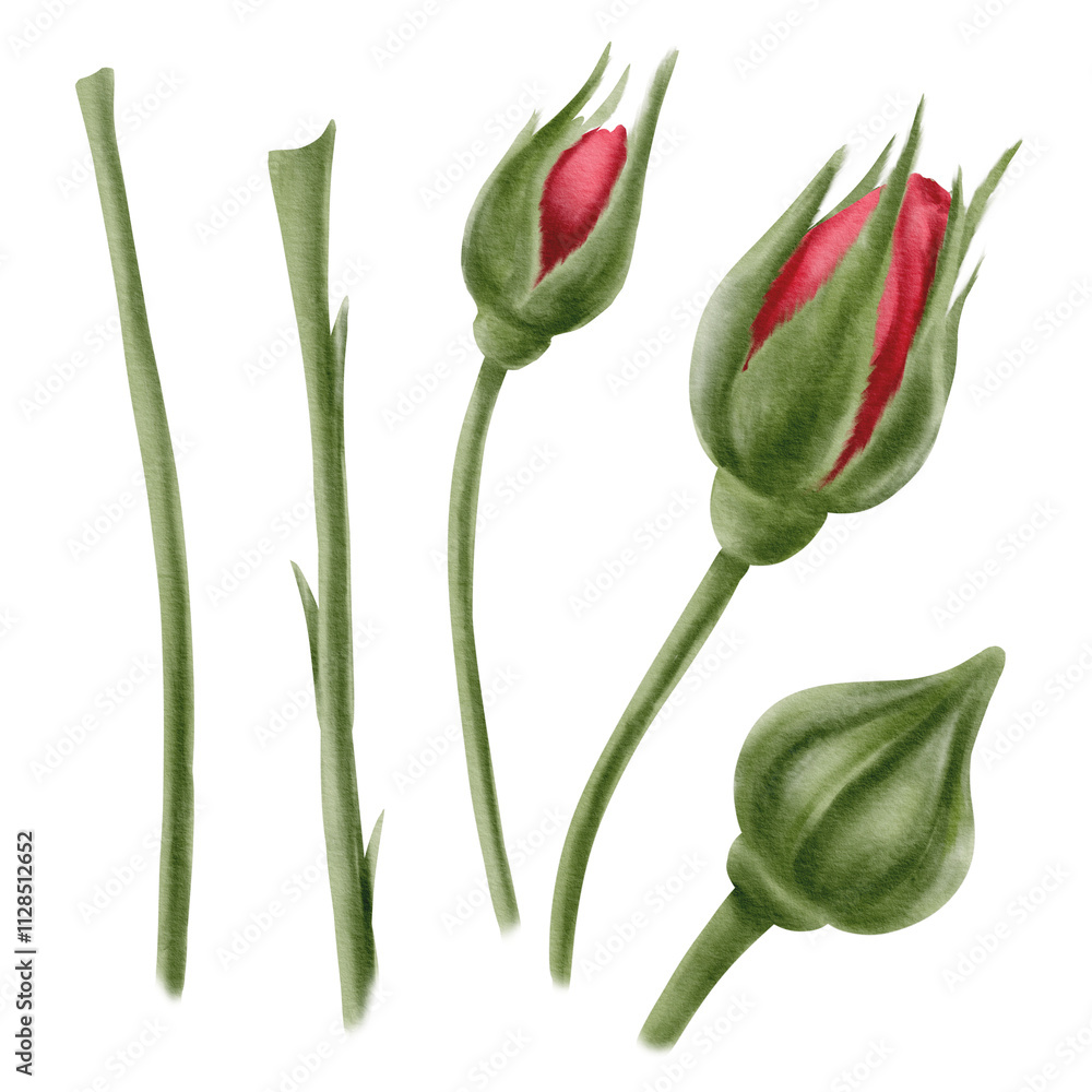 Red rose buds open and closed, stems with thorns as a symbol of love ...