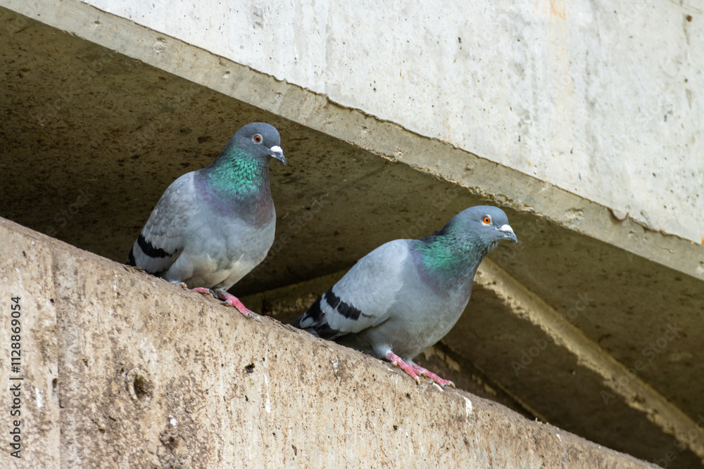 Dos palomas posadas en una estructura de concreto en un entorno urbano ...