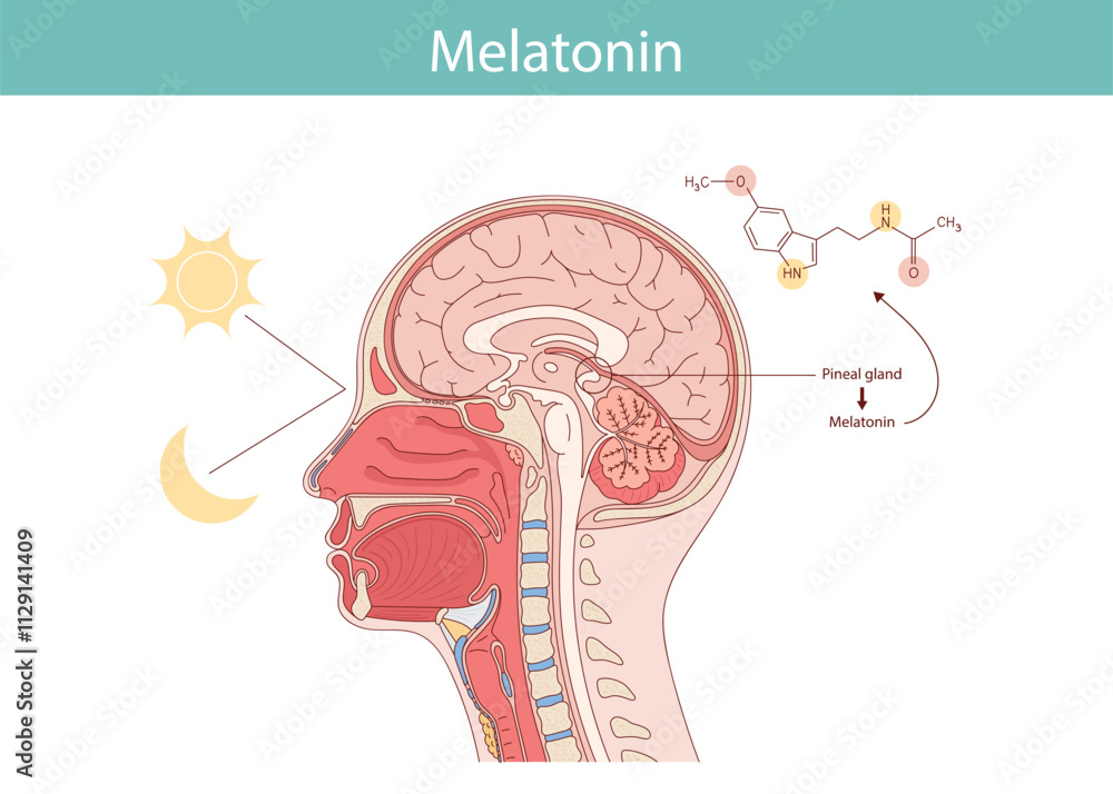 Melatonin hormone. Pineal gland anatomical cross section. Stock Vector ...